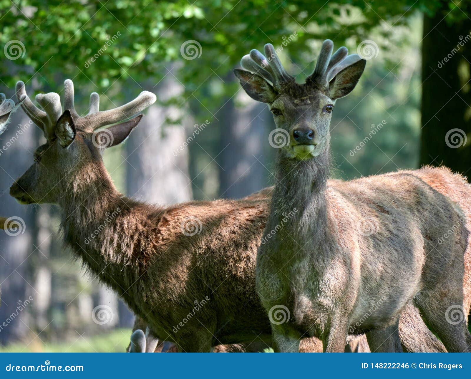 Red Deer Grazing in the Spring Stock Photo - Image of elaphus, antler ...
