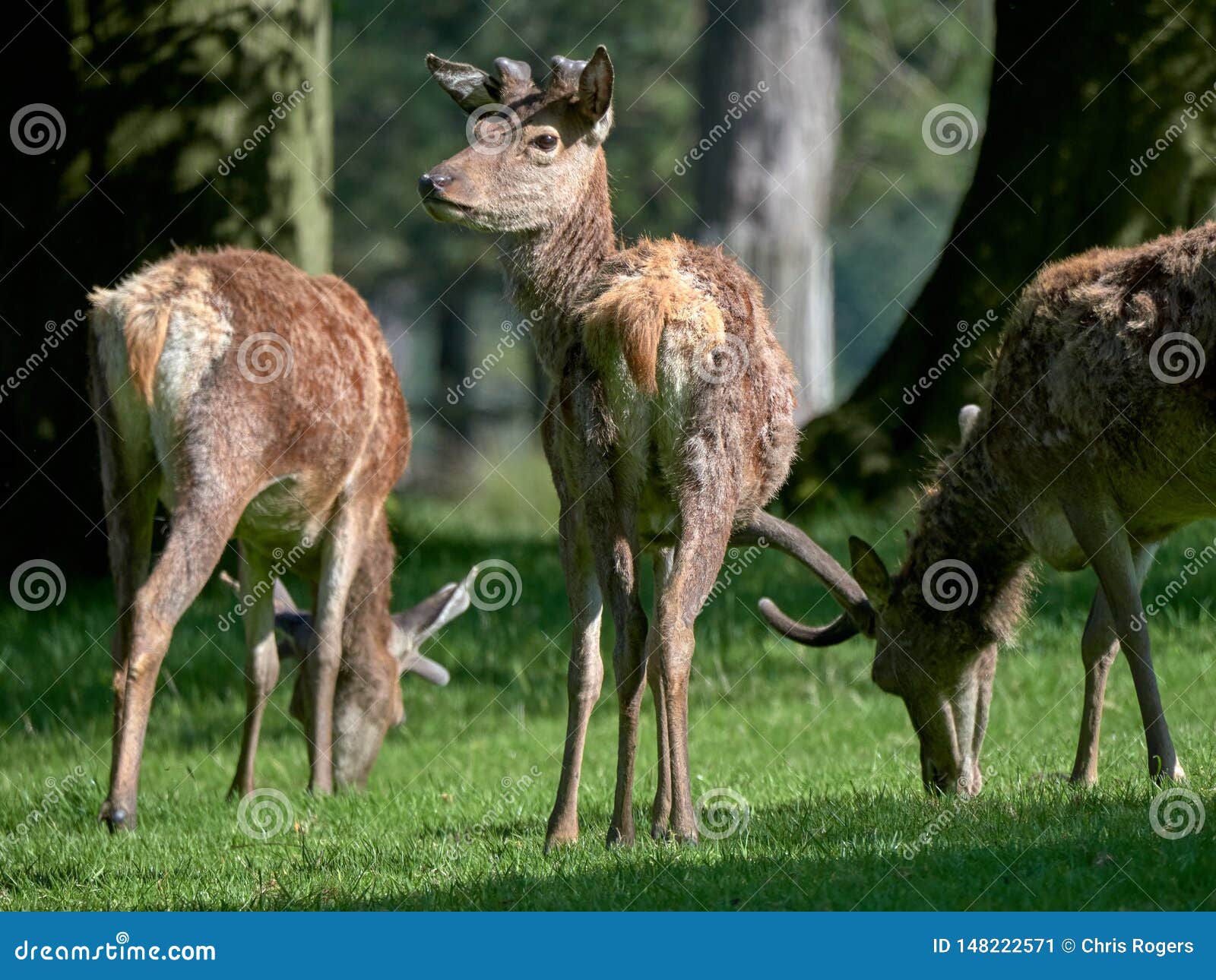Red Deer Grazing in the Spring Stock Image - Image of mammal, female ...