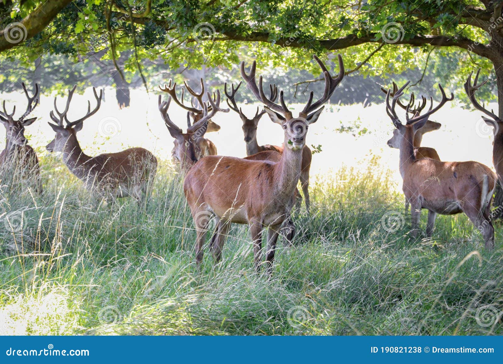 A Herd of Red Deer Eats Grass and Leaves from Trees Stock Photo - Image ...