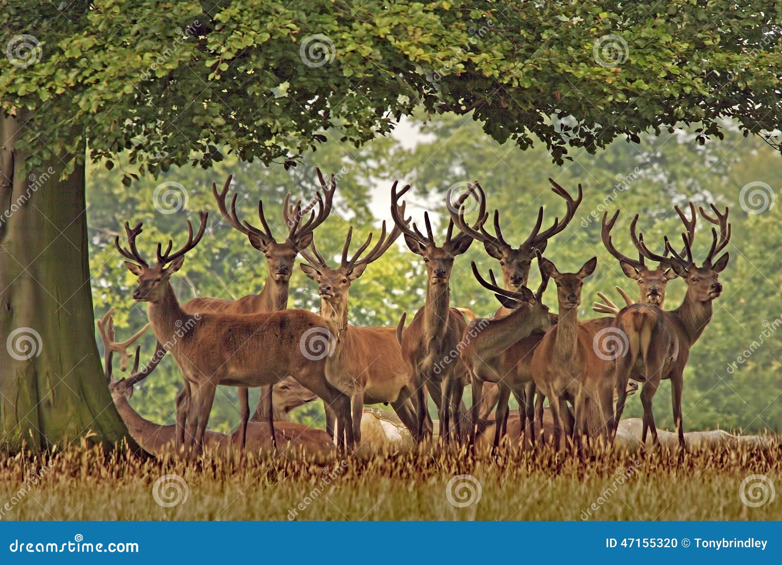 A herd of red deer stock photo. Image of largest, mammal - 47155320