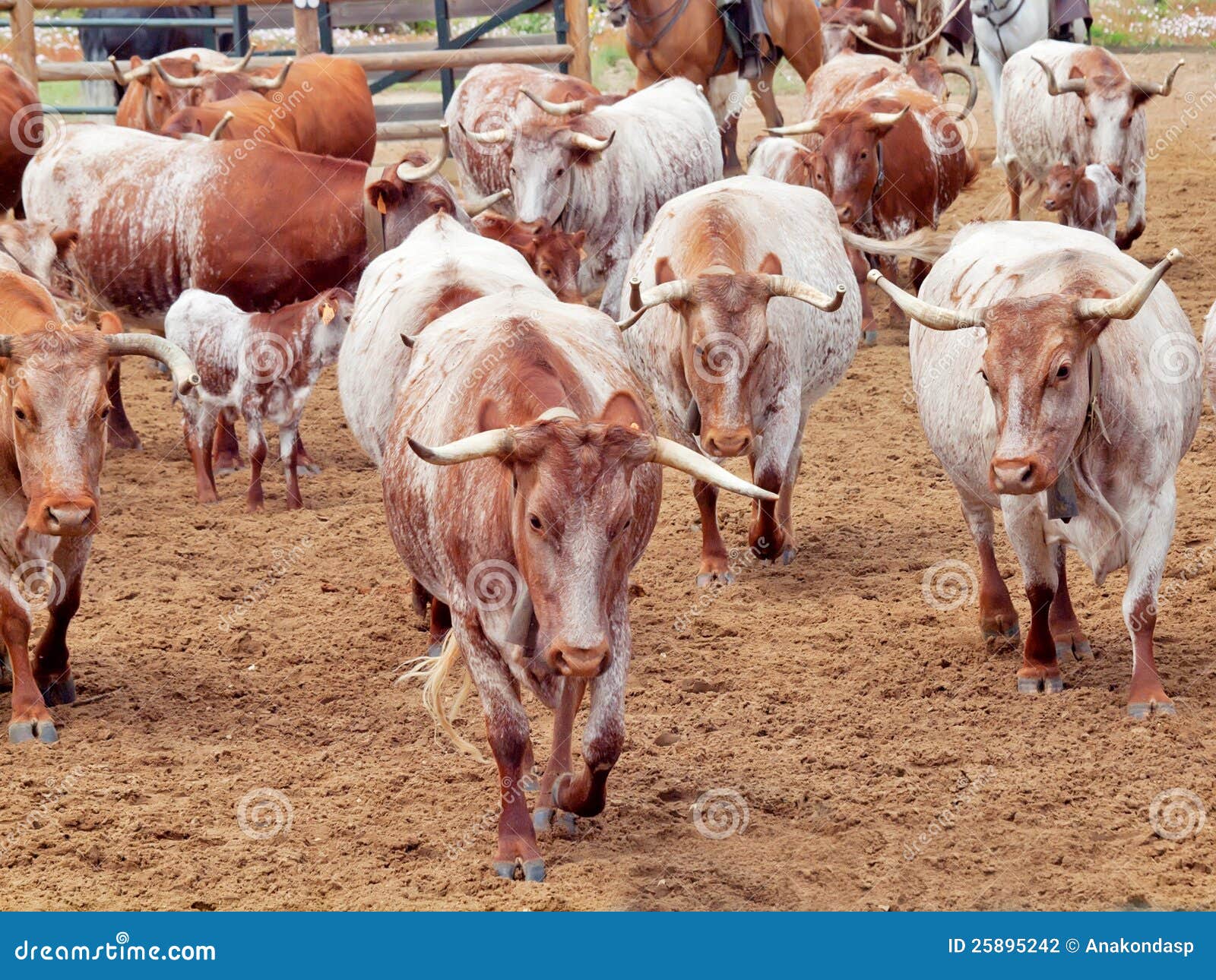 Herd of Red Spanish Cows with Calves. Stock Photo - Image of rural ...
