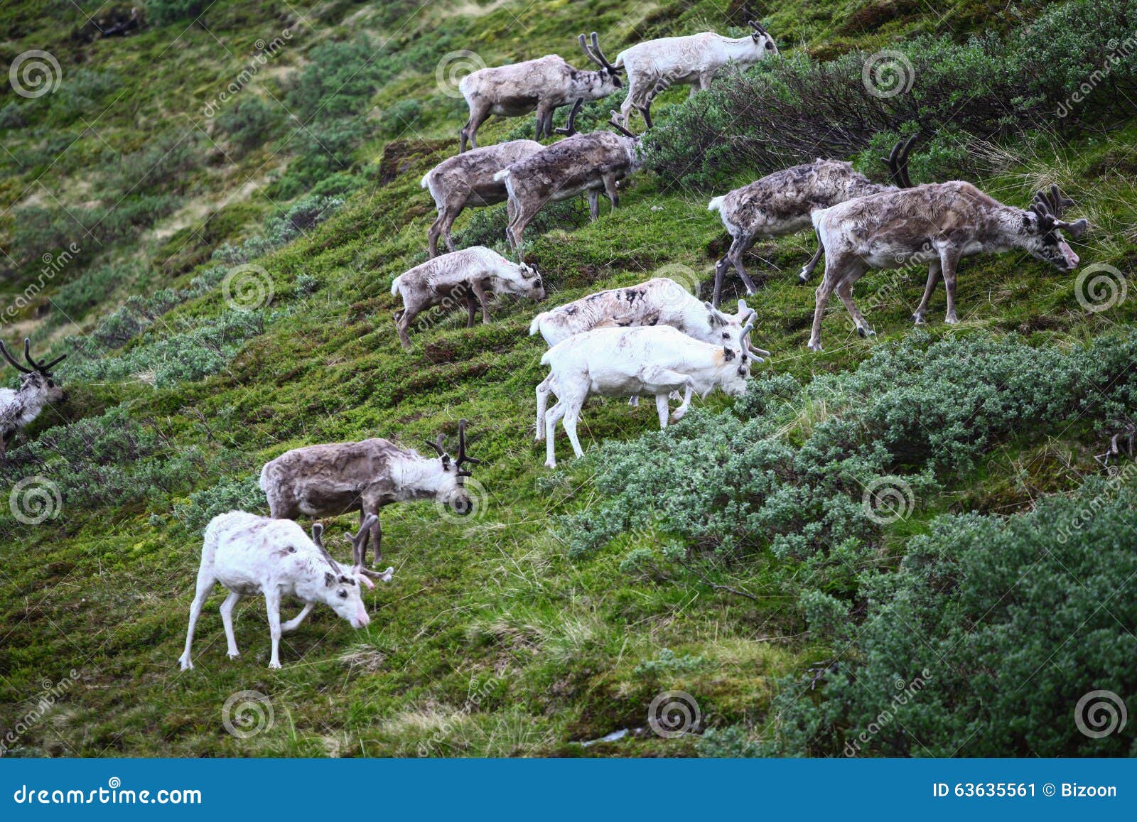 Herd of reindeer stock image. Image of wild, tundra, mammal - 63635561