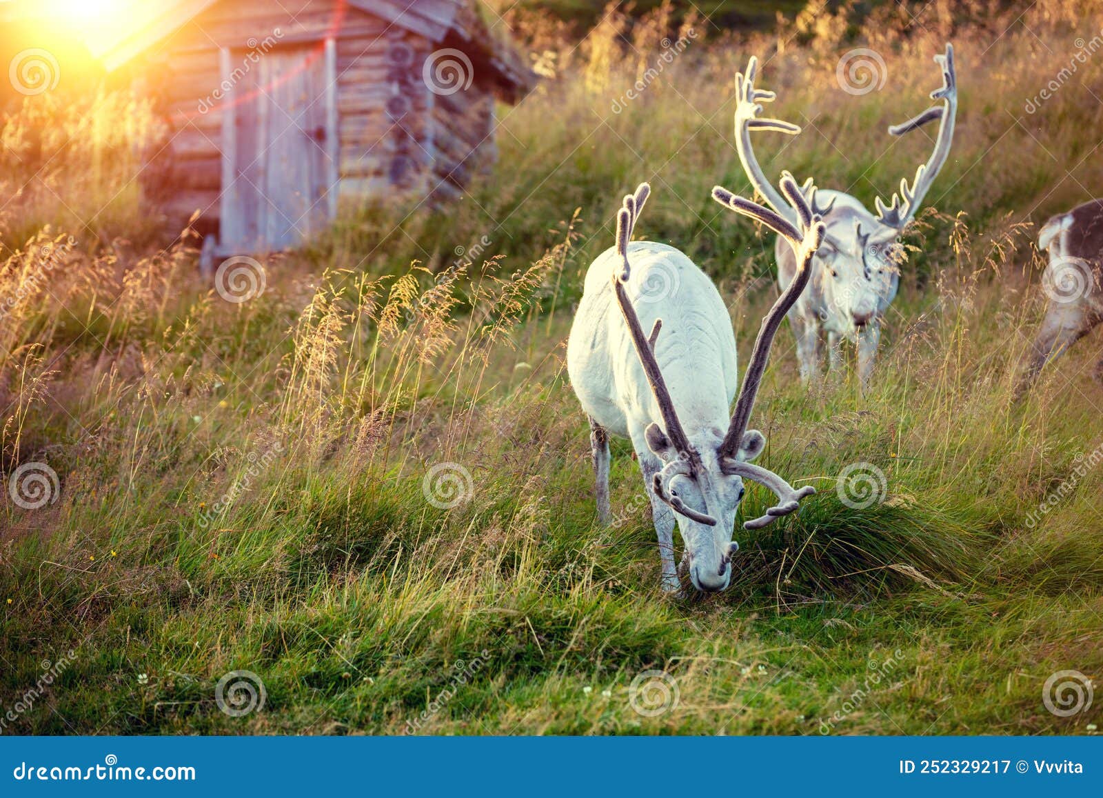 A Herd of Reindeer Grazing on a Hill Stock Image - Image of pasture ...