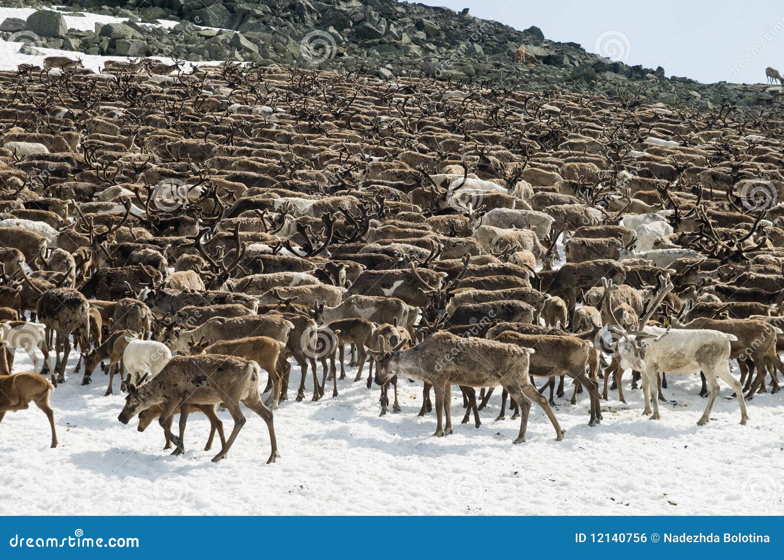 Herd of reindeers stock photo. Image of reindeer, mountains - 12140756