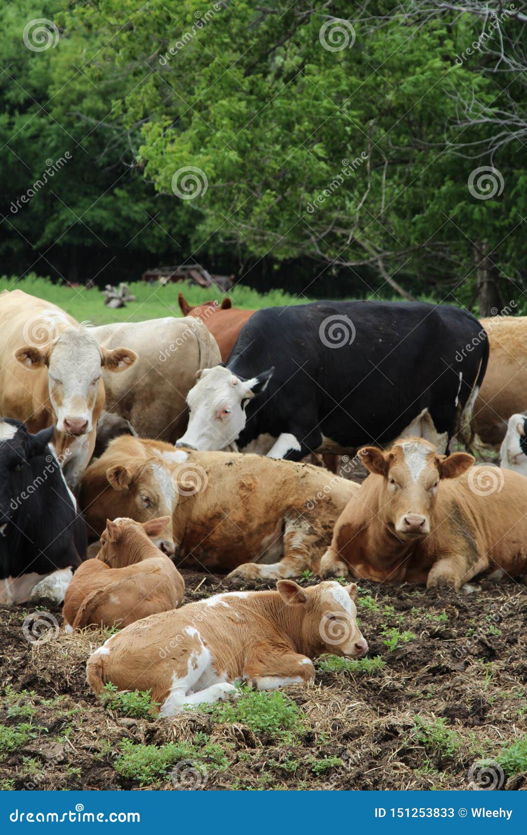 Herd of relaxing cows stock image. Image of animals - 151253833