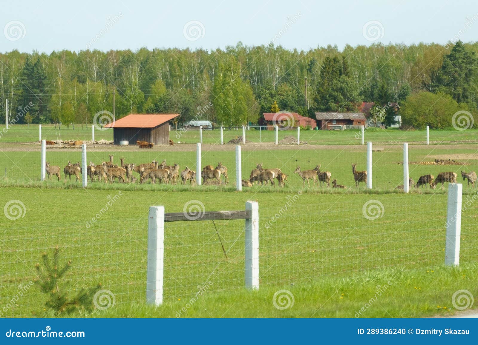 A Herd of Roe Deer in a Pasture Behind a Fence. Selective Sharpness ...