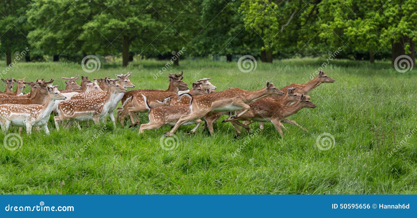 Herd of Running Fallow Deer Stock Photo - Image of fallow, charlecote ...