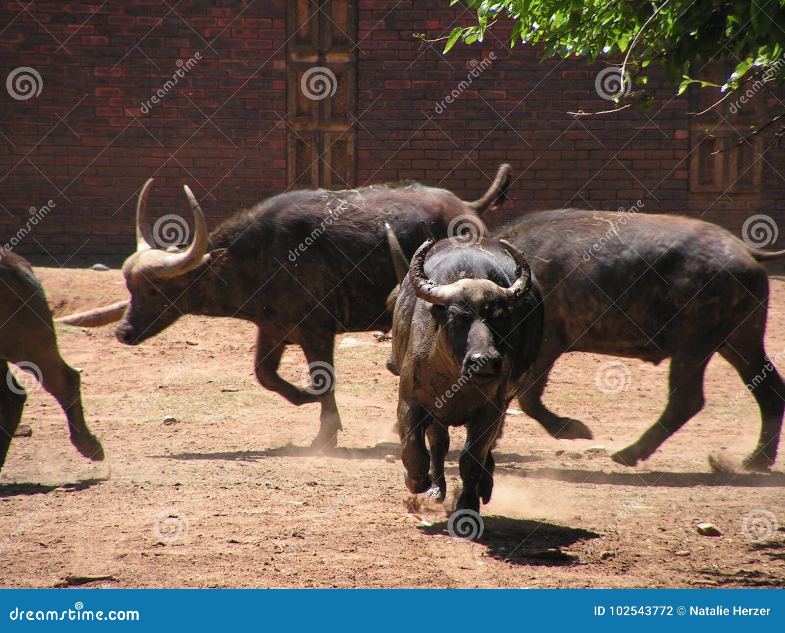 Bull Running stock photo. Image of dust, running, herbivore - 102543772