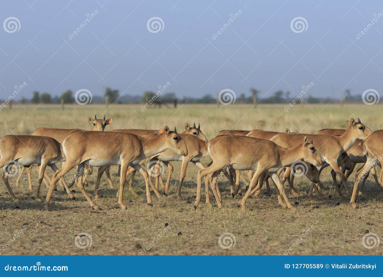 Herd of Saigas Walk stock image. Image of saiga, conservation - 127705589