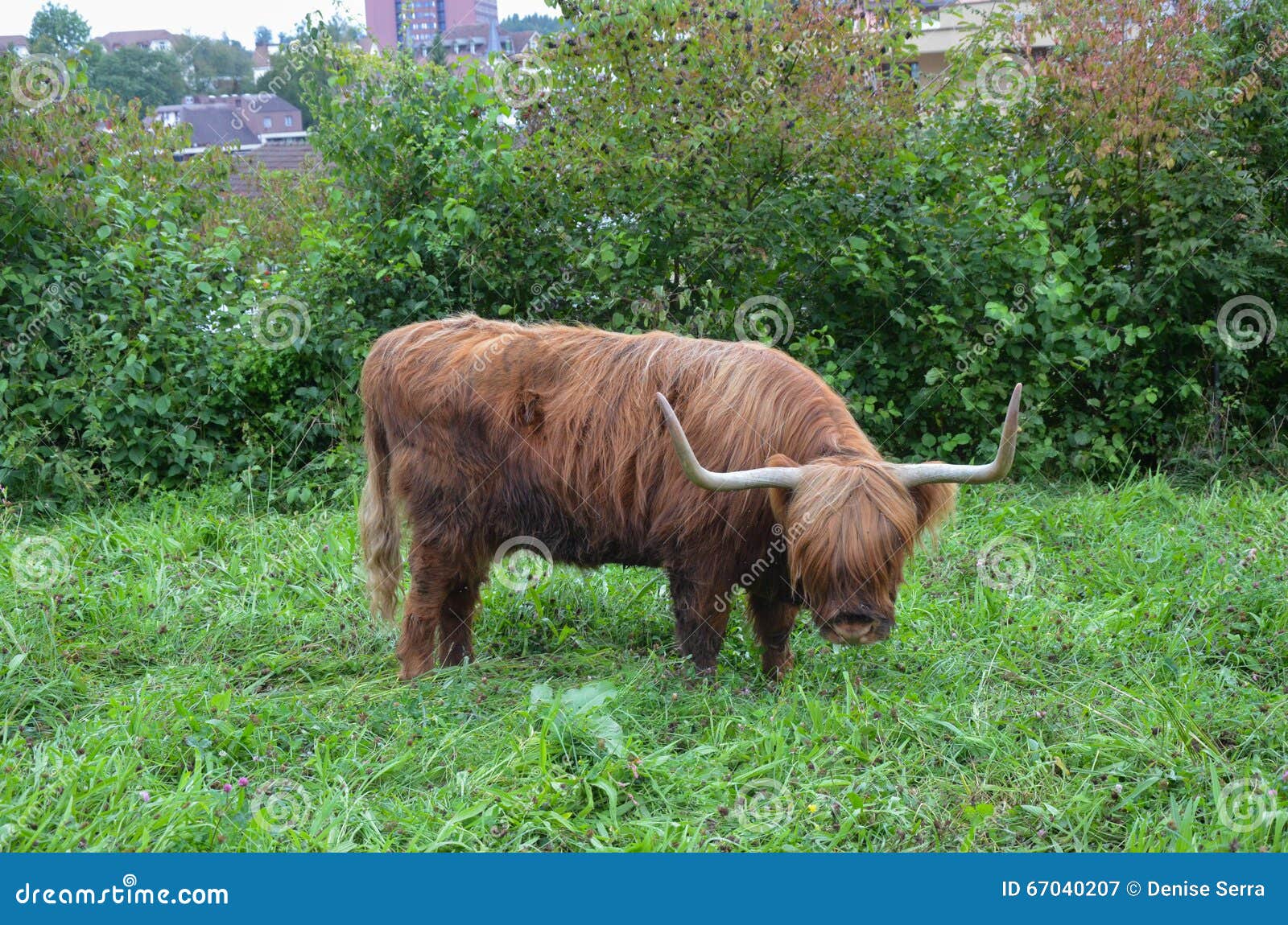 Herd of Scottish Highland Cattle in Lucerne. Switzerland Stock Image ...