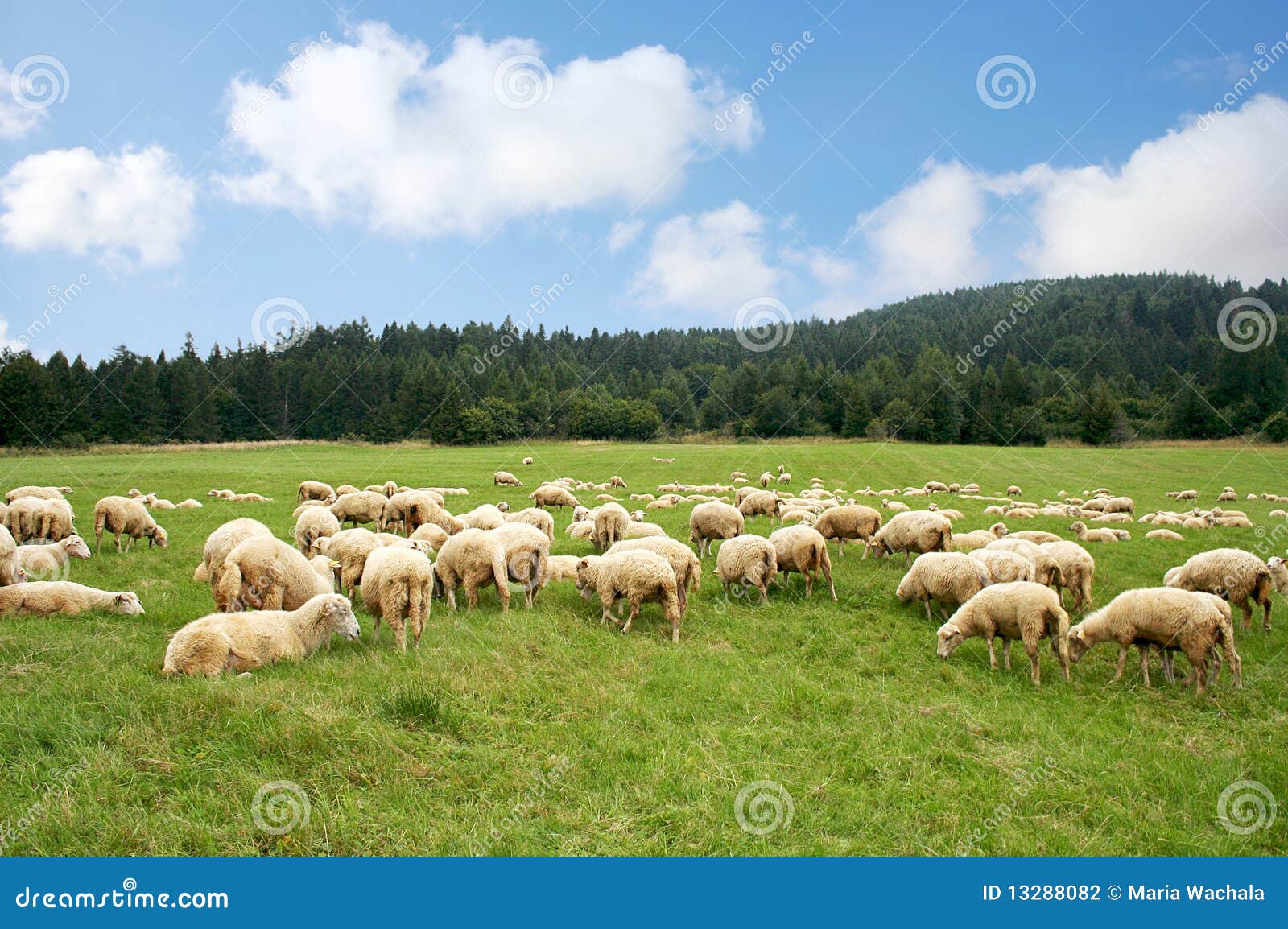 Herd sheep stock photo. Image of crowd, herd, farm, grazing - 13288082