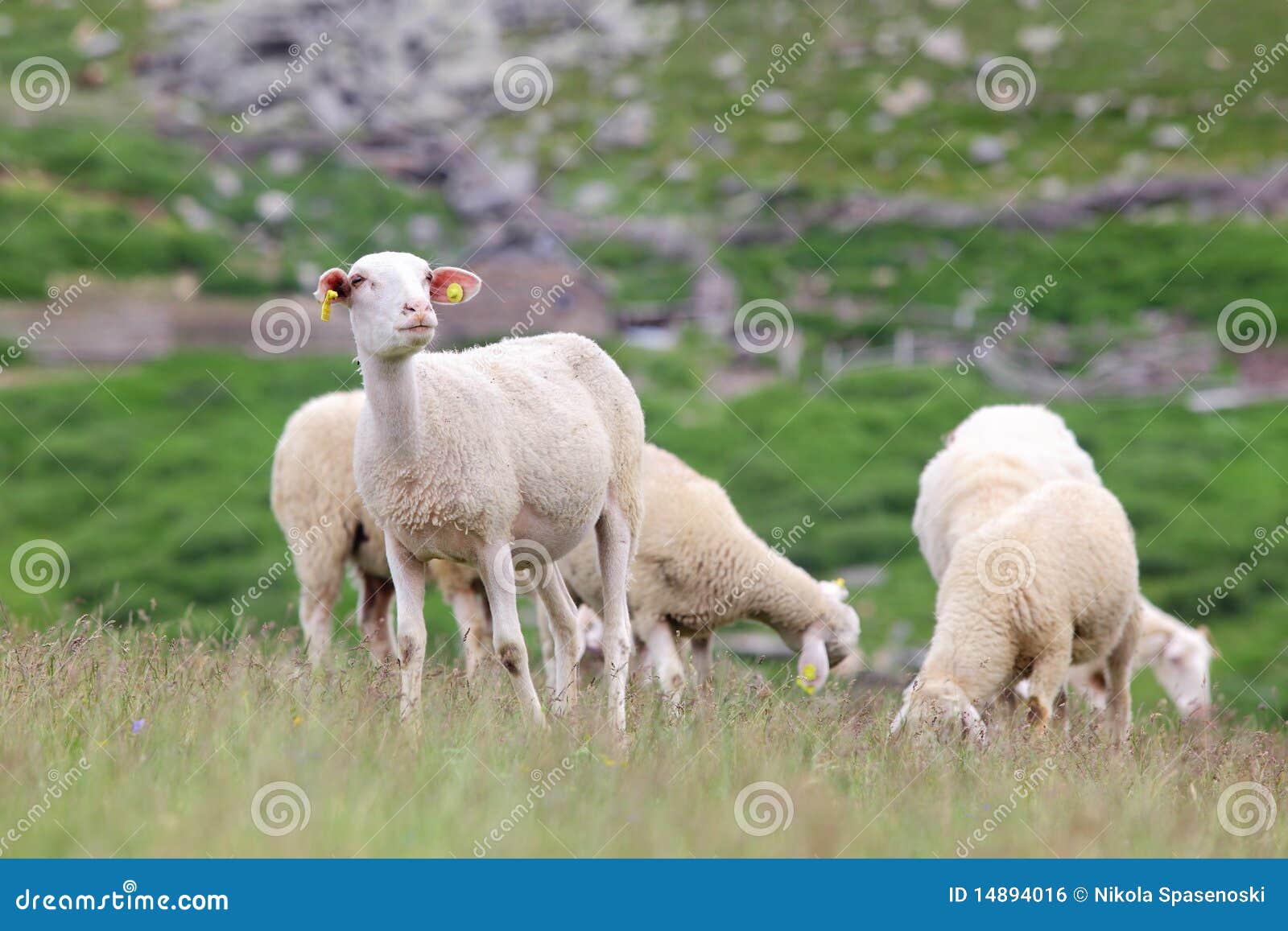 Herd of sheep stock photo. Image of grass, cute, field - 14894016