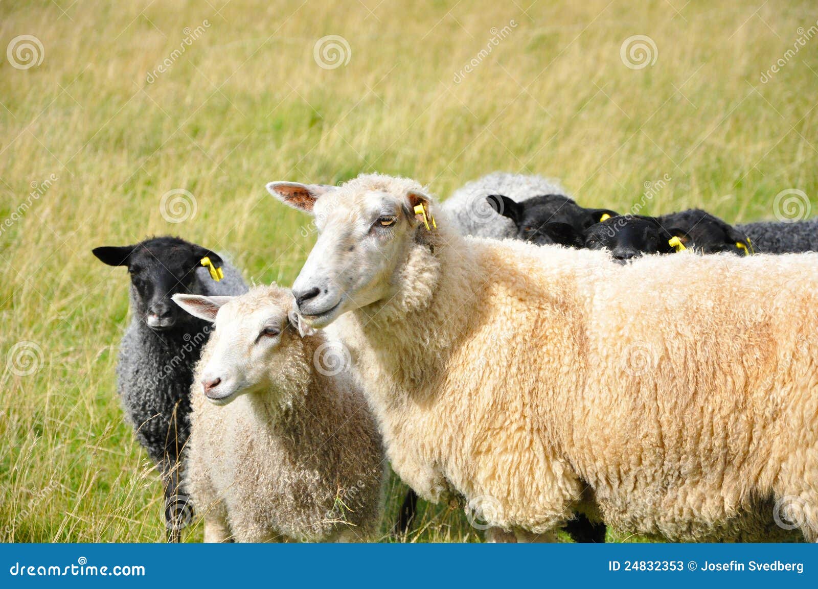 Herd of sheep stock image. Image of animal, sweden, sheep - 24832353