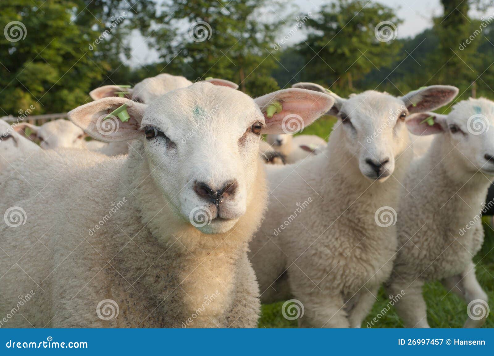 Herd of sheep stock image. Image of fence, agriculture - 26997457