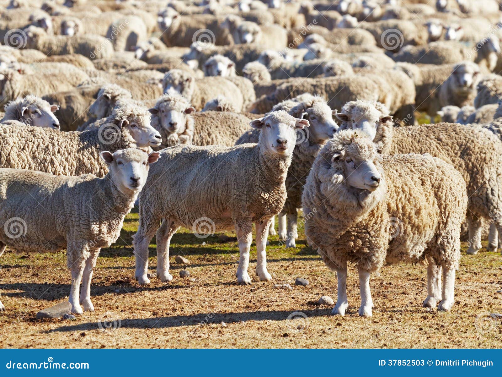 Herd of sheep stock image. Image of wool, ranch, animal - 37852503