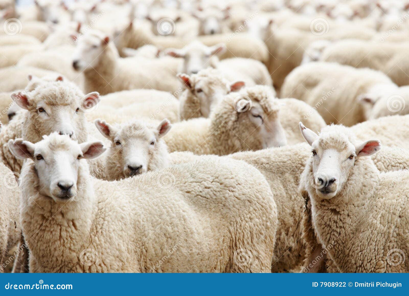 Herd of sheep stock photo. Image of animal, lamb, sheep - 7908922