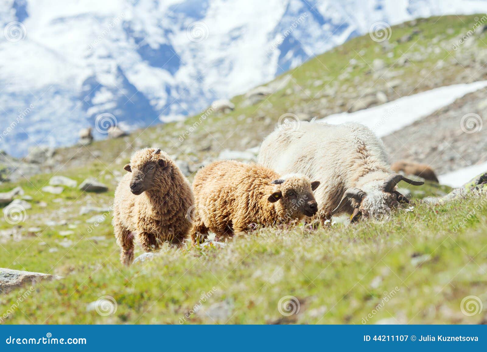 Herd of sheep in Alps stock image. Image of grazing, farm - 44211107