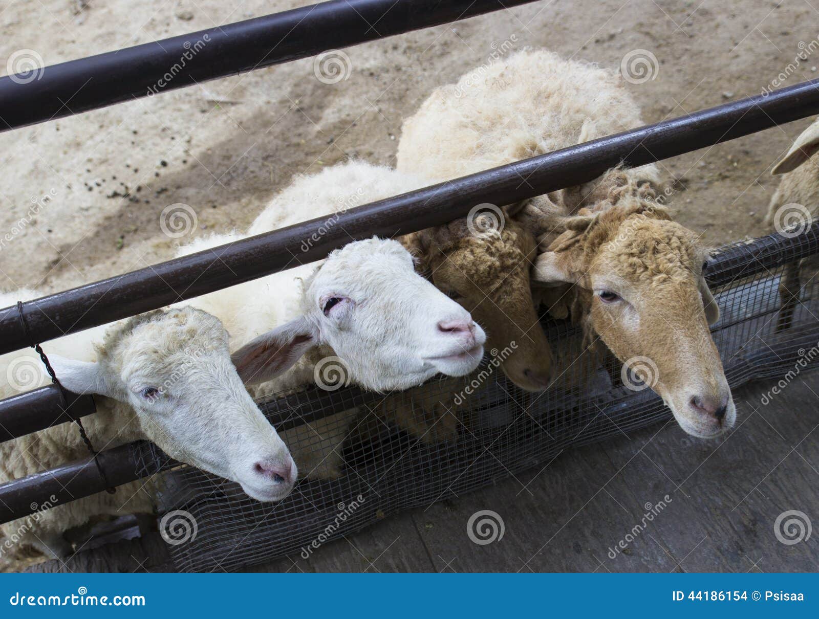 Herd of Sheep in the Corral Stock Photo - Image of sheep, flock: 44186154