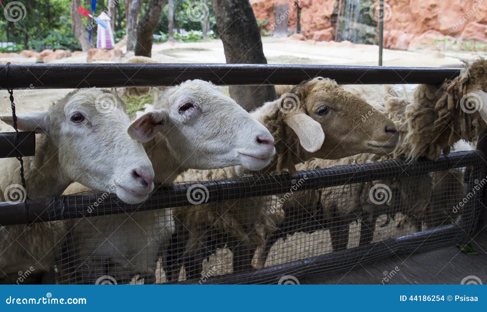 Herd of Sheep in the Corral Stock Photo - Image of agriculture, pattern ...