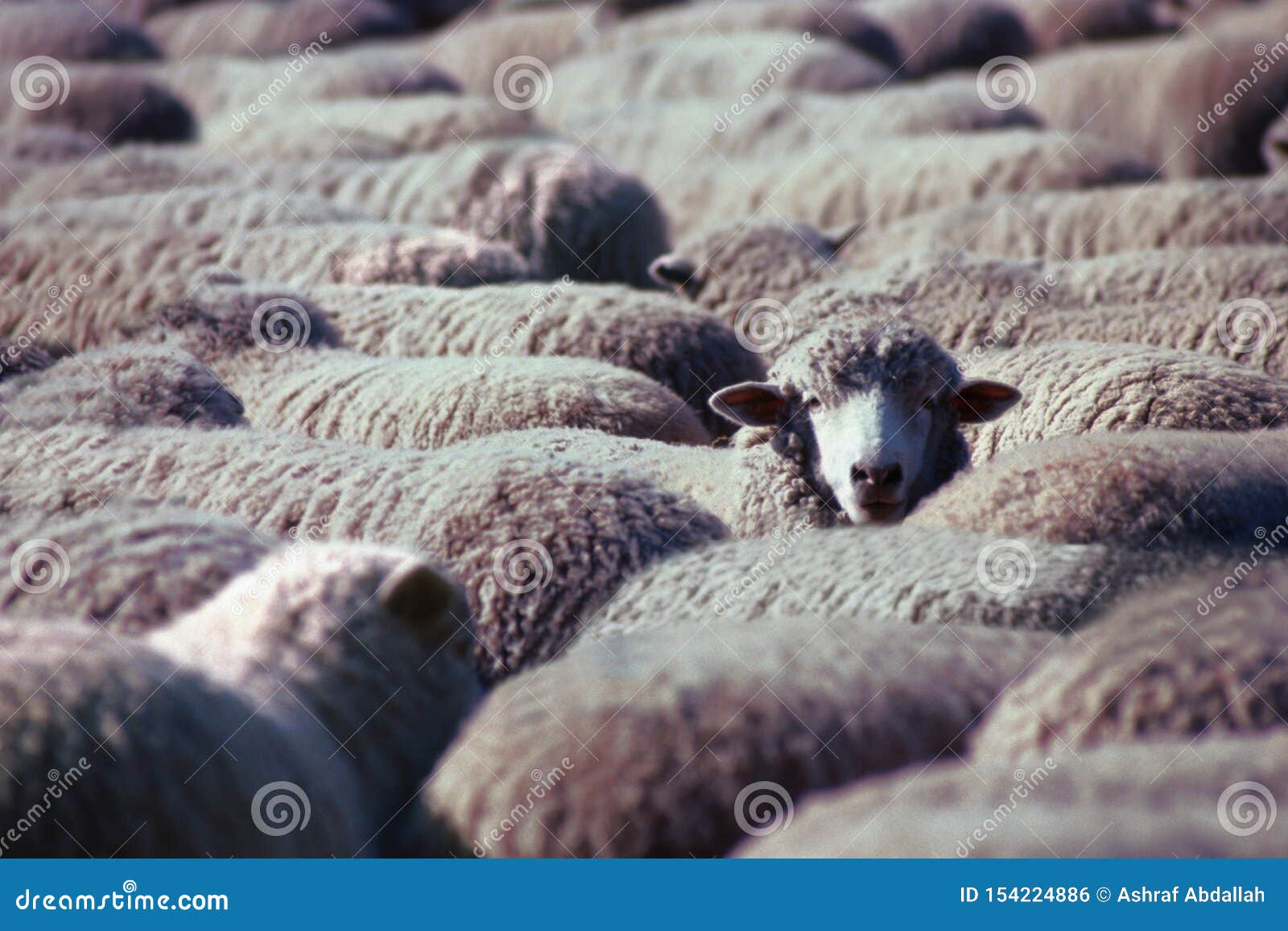 Herd of Sheep Crowd in Farm in Spring Time Stock Photo - Image of ...