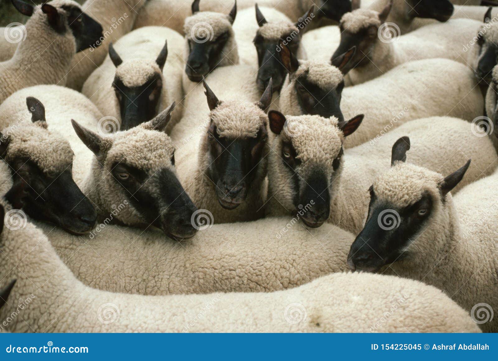 Herd of Sheep Crowd in Farm in Spring Time Stock Image - Image of ...