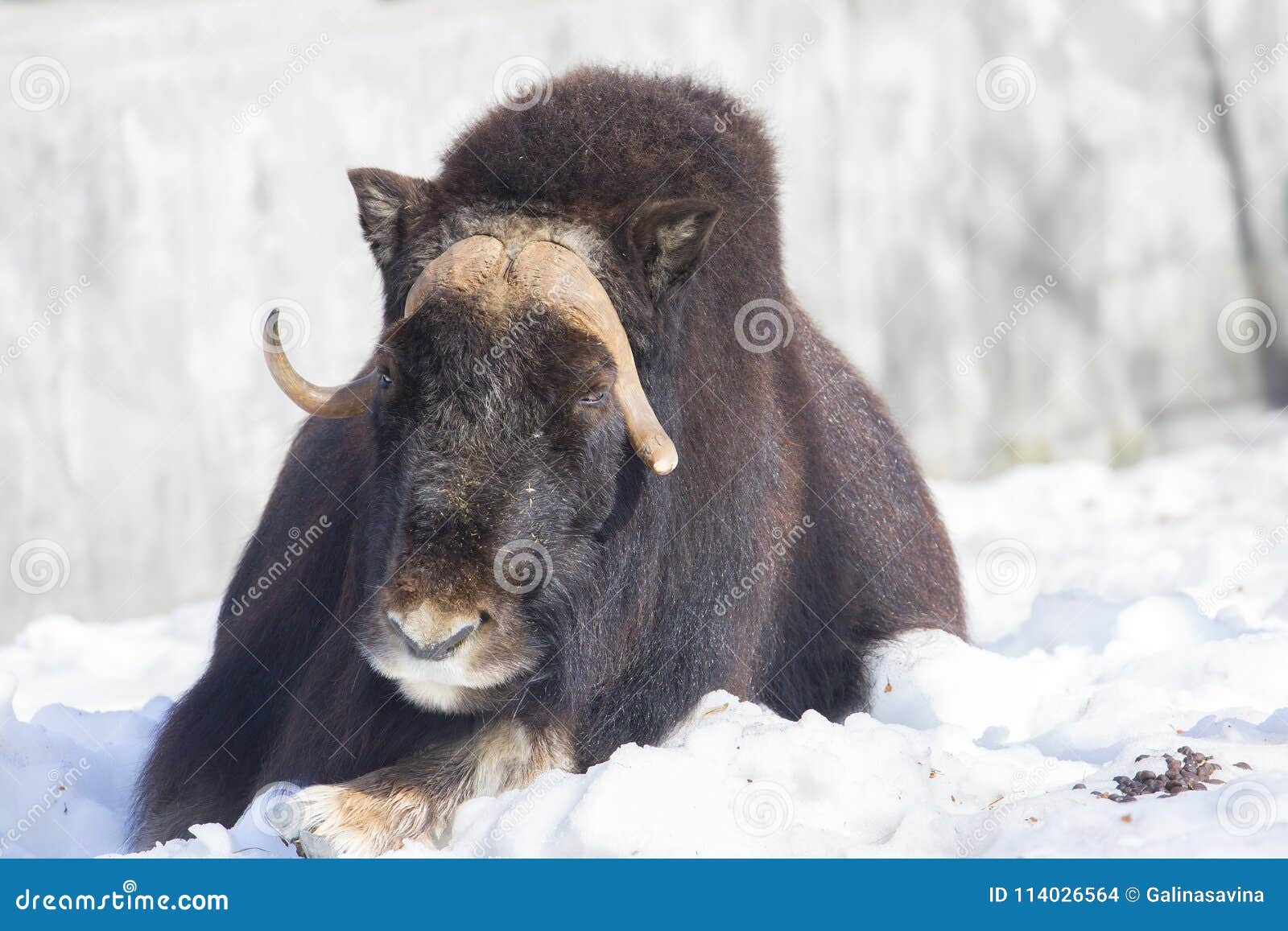 Musk ox. stock photo. Image of lying, long, wool, musk - 114026564