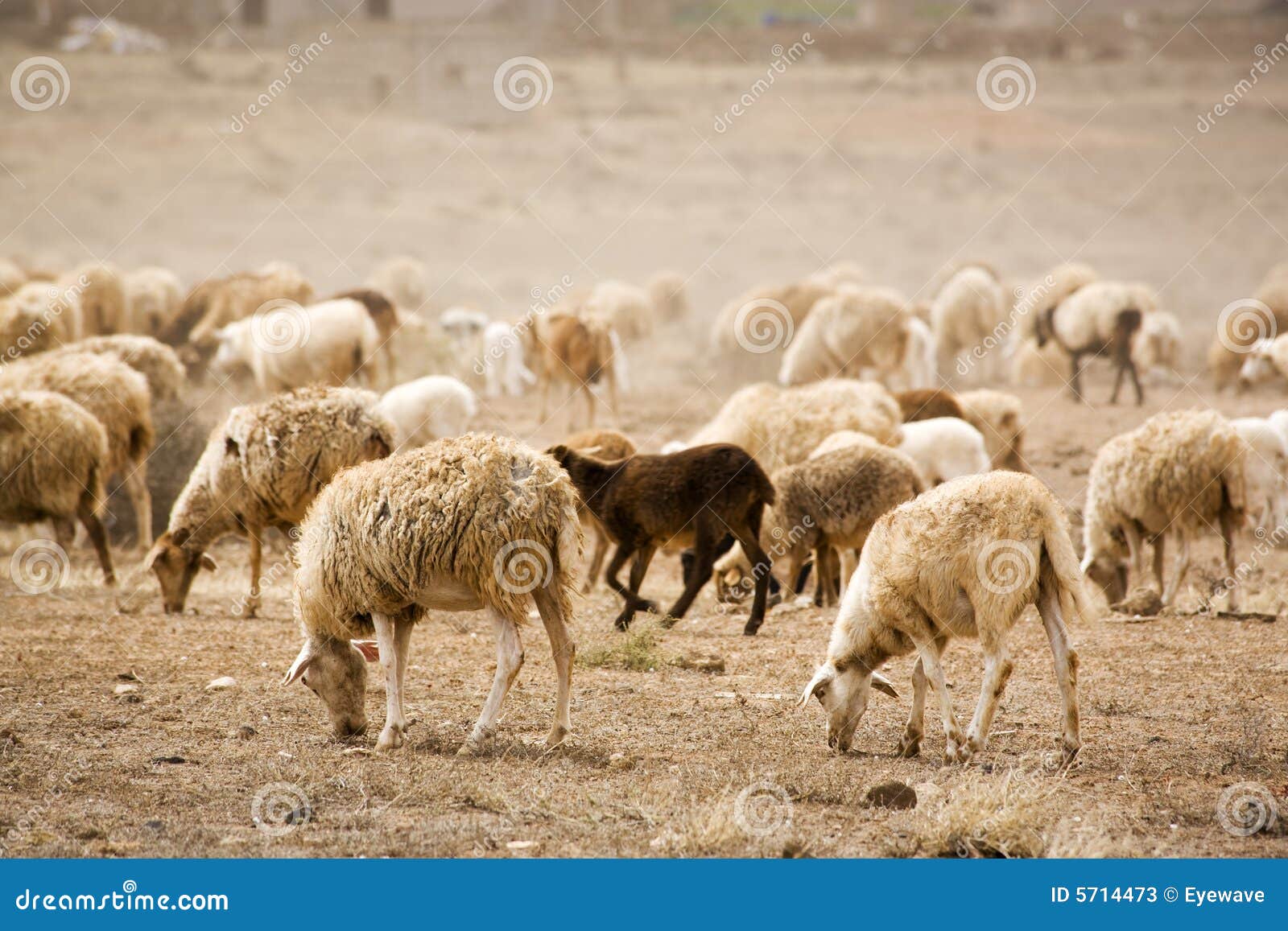 Herd of sheep on dry land stock image. Image of sand, farm - 5714473