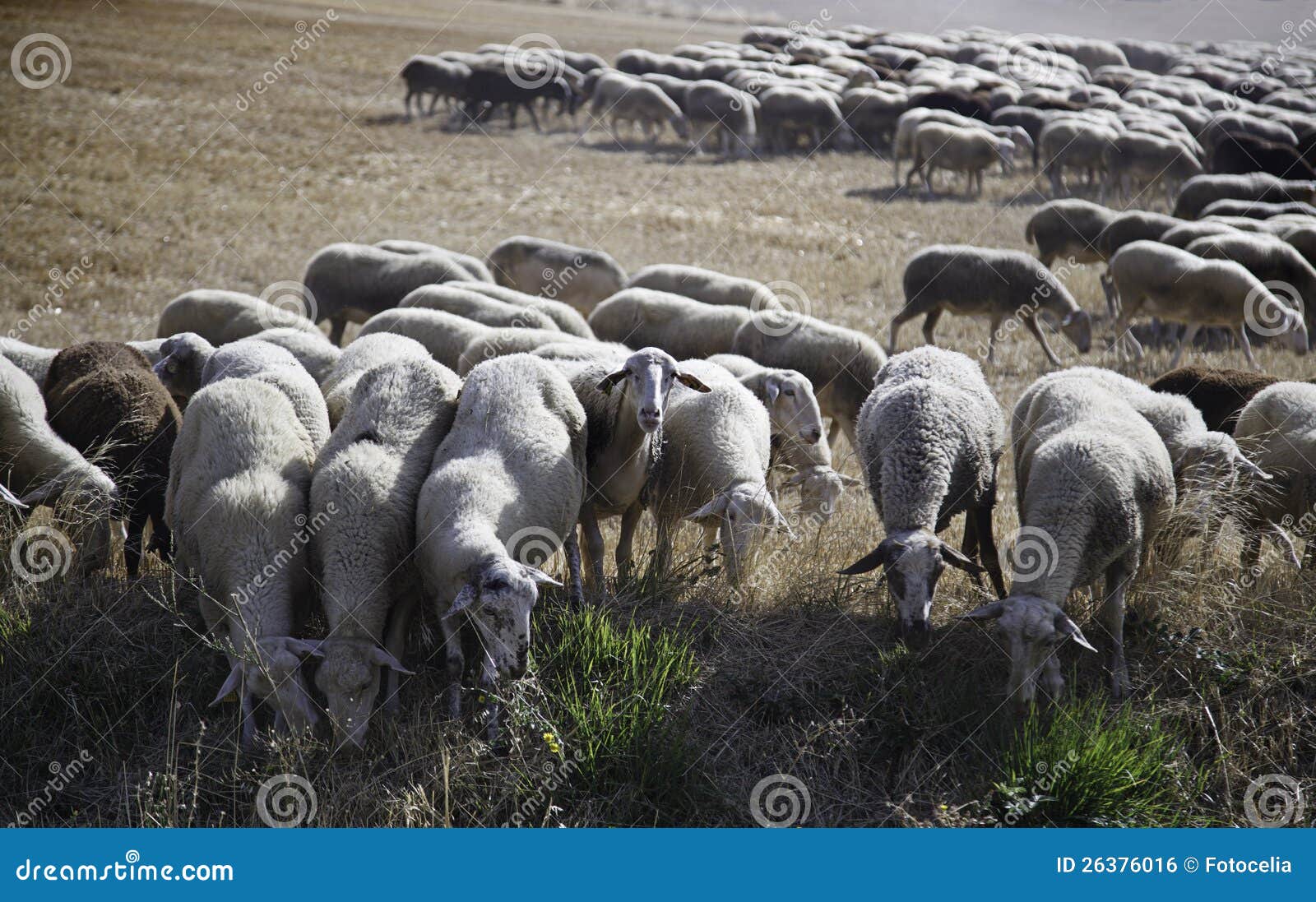 Herd of Sheep Eating in the Field Stock Photo - Image of pastor, group ...
