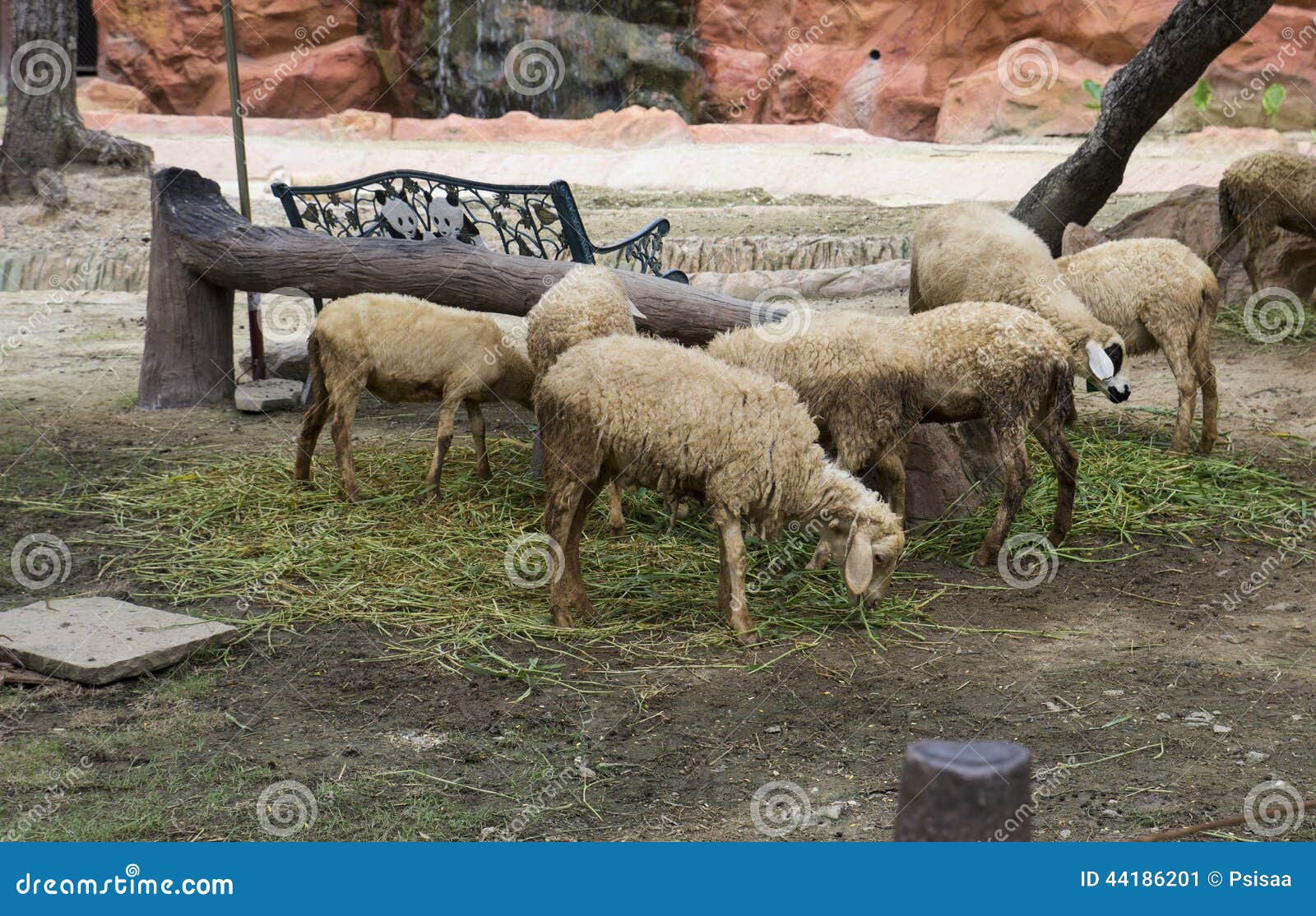Vegetable Sheep Growing In Nelson Lakes National Park Royalty-Free ...