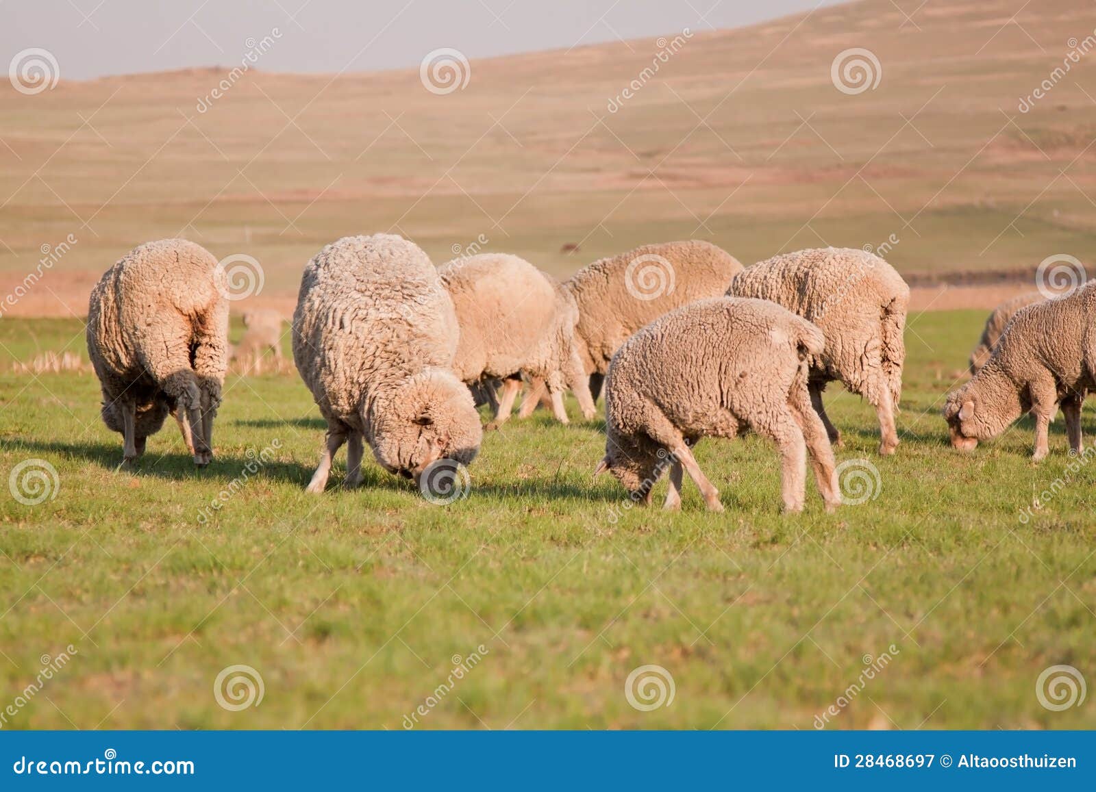 Herd of sheep feeding stock image. Image of farming, farm - 28468697