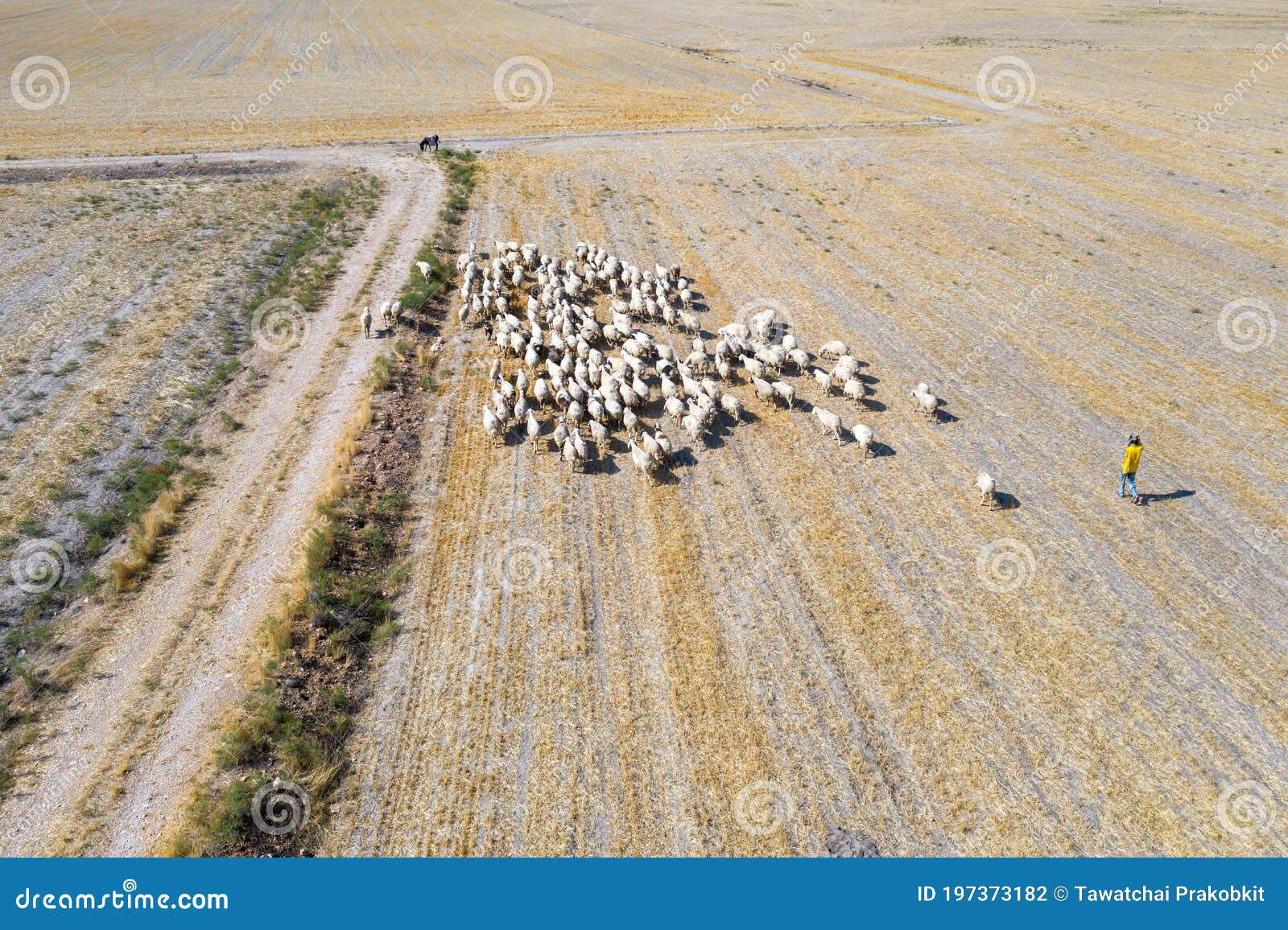 Herd of Sheep on Field. Aerial View of Sheep. Stock Photo - Image of ...