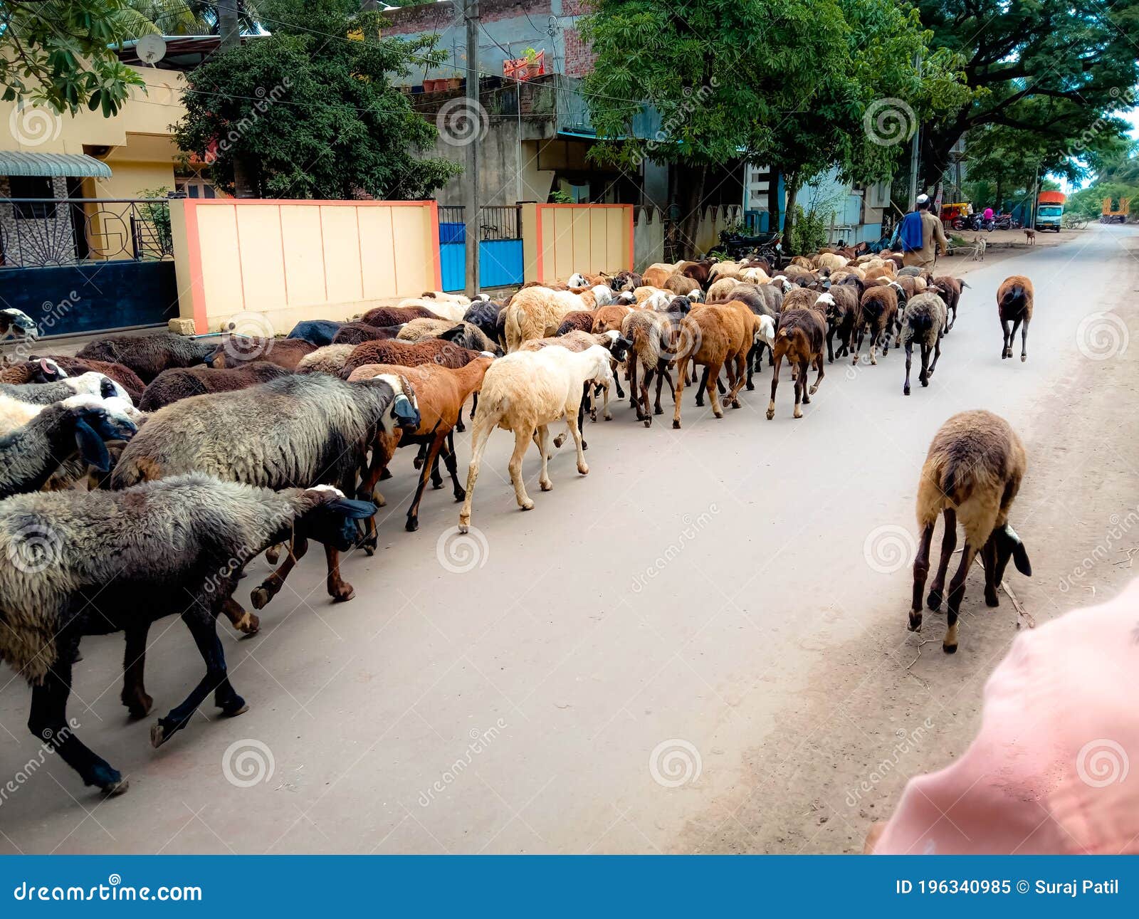 Herd of sheep follow order stock image. Image of animal - 196340985