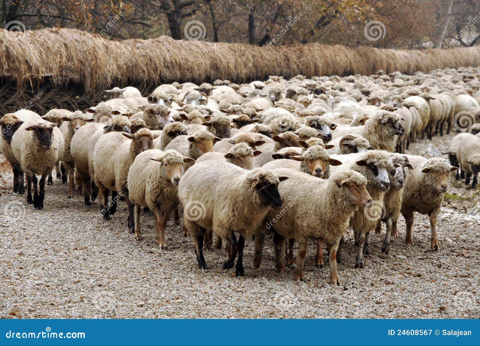249 Sheep Gathering Photos - Free & Royalty-Free Stock Photos from ...
