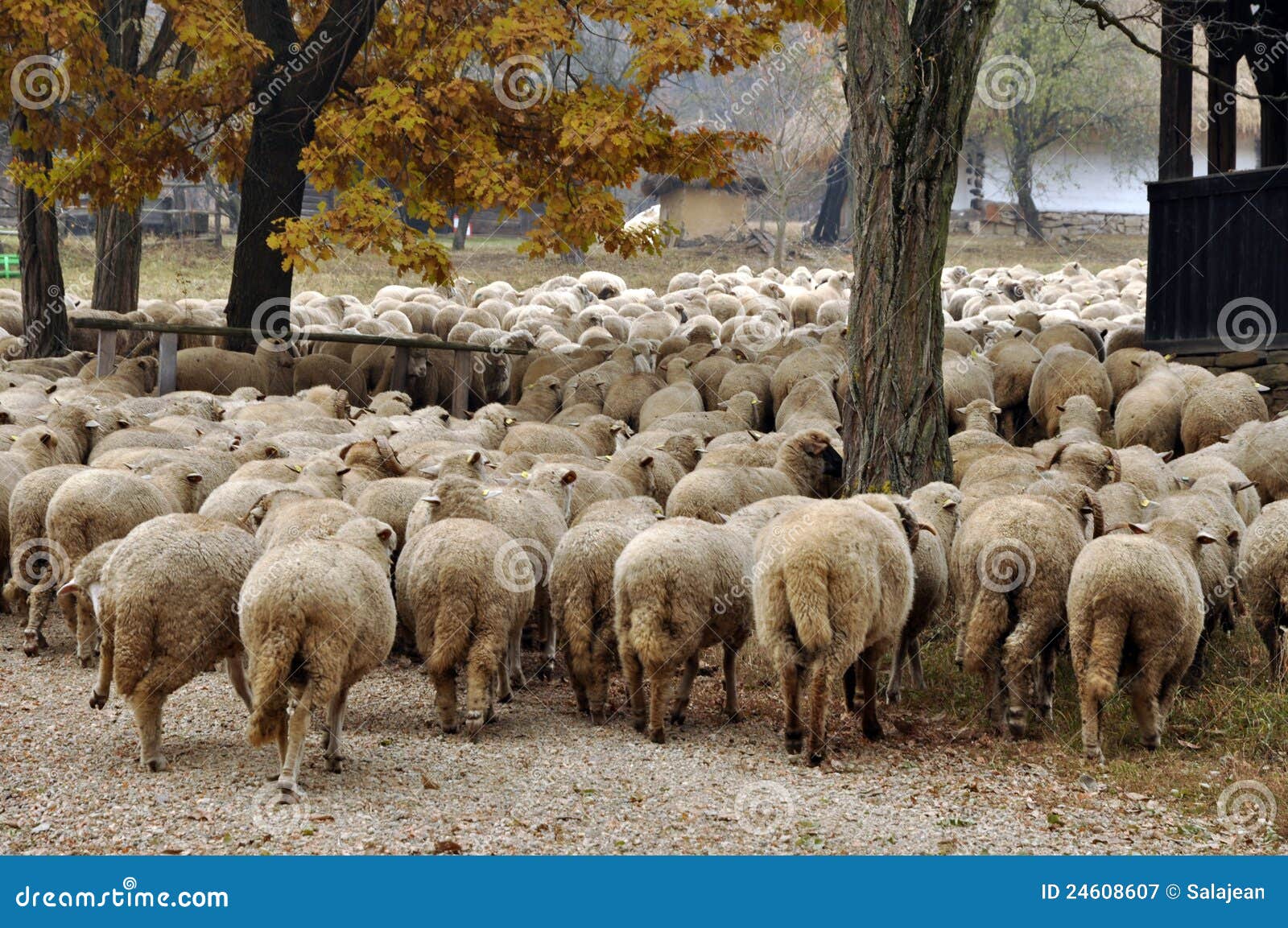 Herd of sheep gathering stock image. Image of nature - 24608607