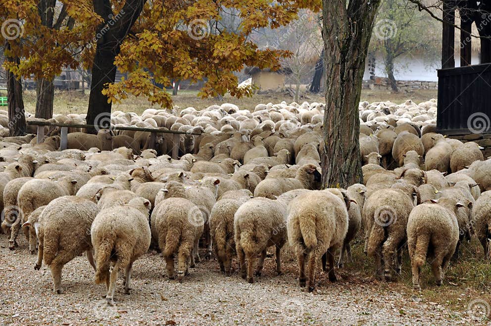 Herd of sheep gathering stock image. Image of nature - 24608607