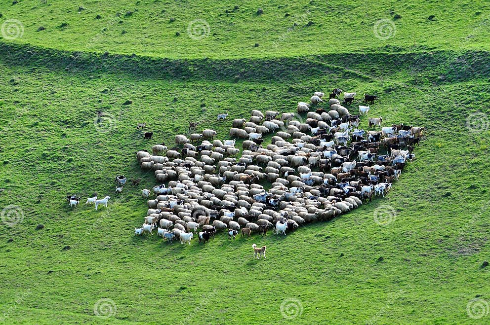 Herd of sheep gathering stock image. Image of farm, flock - 40986631