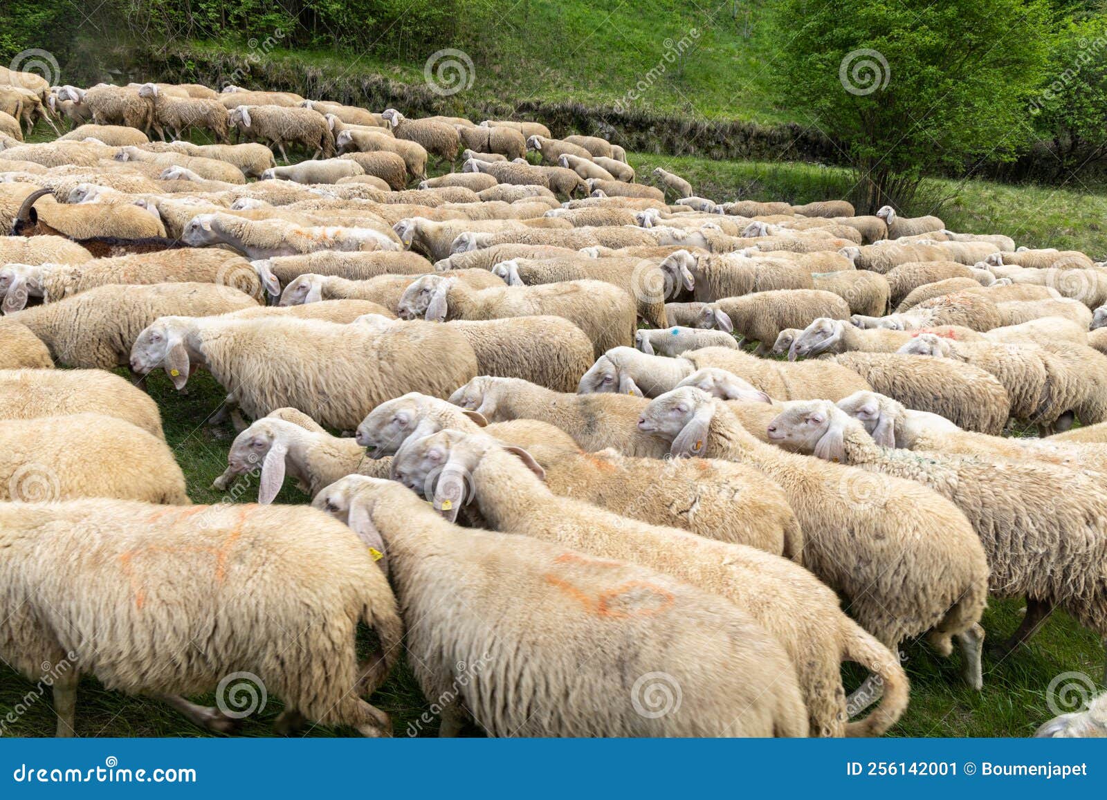 Herd of Sheep, Goats and Donkeys in the Meadows in Tuscany. Italy Stock ...