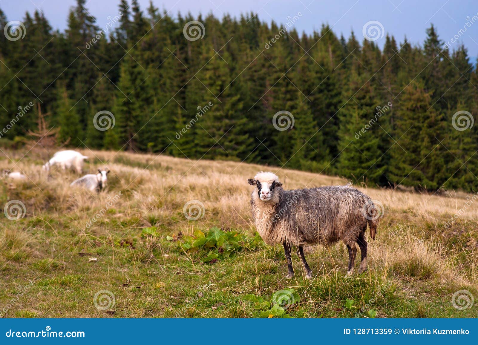 Herd of Sheep Graze on Green Pasture in the Mountains. Stock Image ...