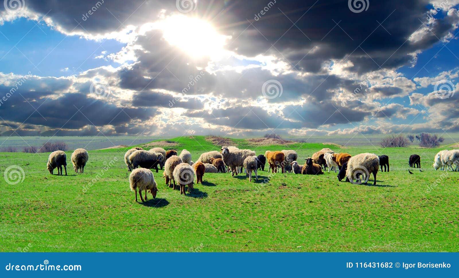 A Herd of Sheep Grazing on a Field with Lush Green Grass Stock Photo ...