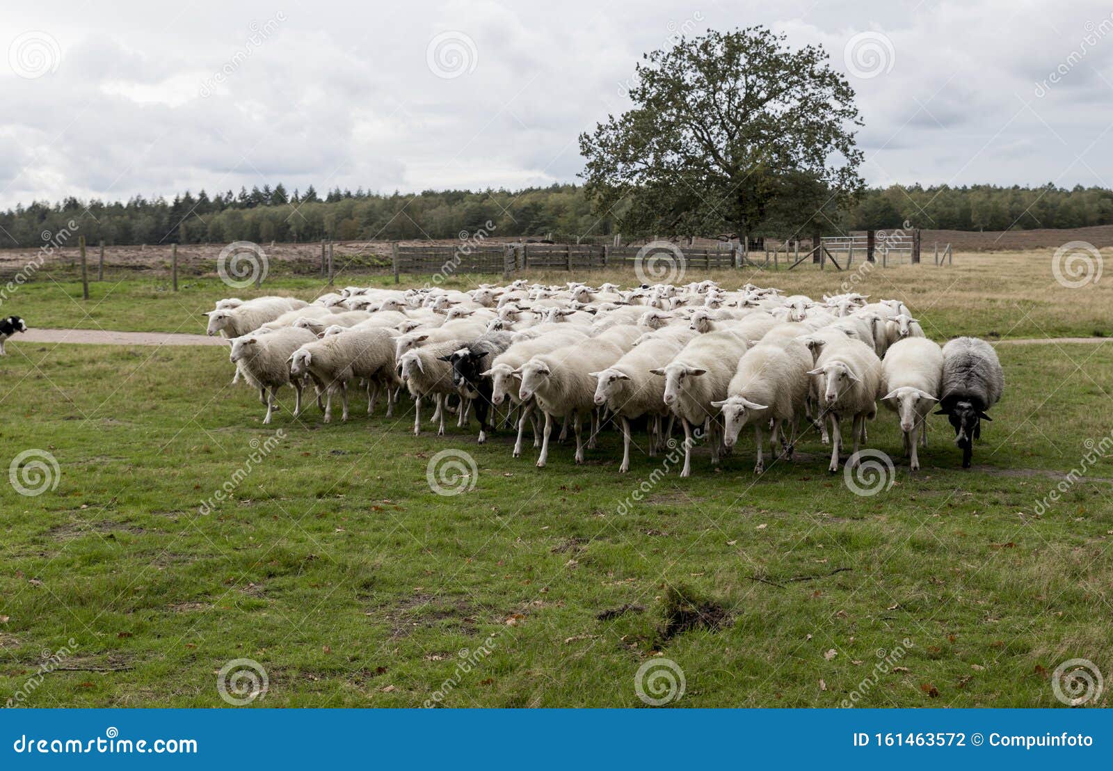 Herd of Sheep Grazing on the Grass Stock Photo - Image of farmland ...