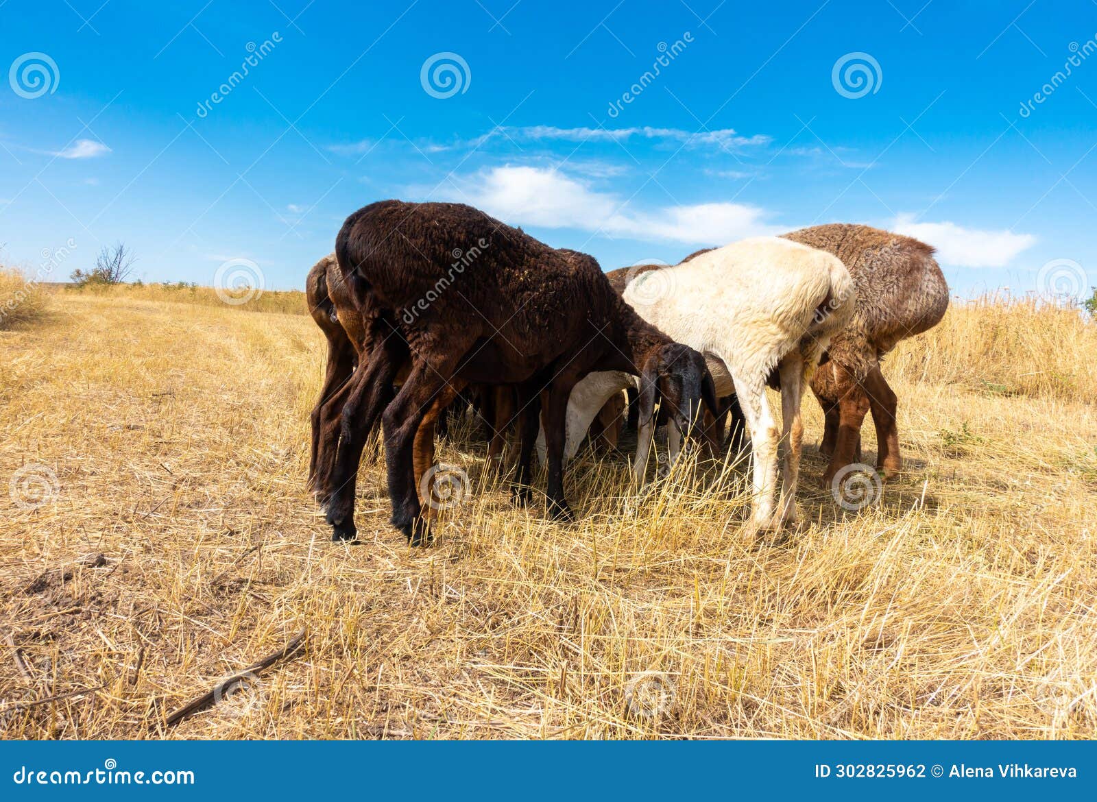 A Herd of Sheep Grazing. Meat Fat-tailed Sheep in Nature Stock Photo ...