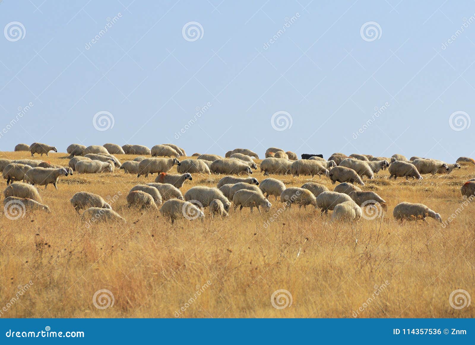 Sheeps in Anatolia, Turkey stock photo. Image of anatolia - 114357536