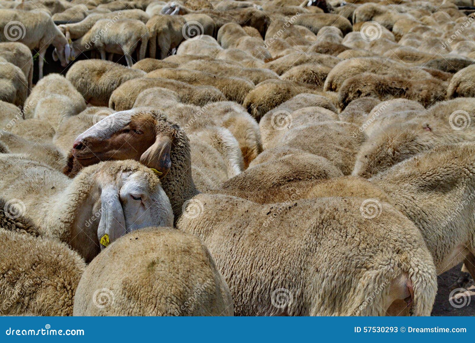 Herd on Sheep in Italian Fields Stock Image - Image of italian, animals ...