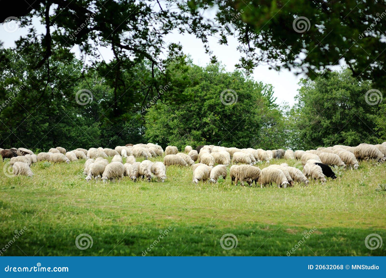 Herd on sheep in Italy stock photo. Image of group, europe - 20632068
