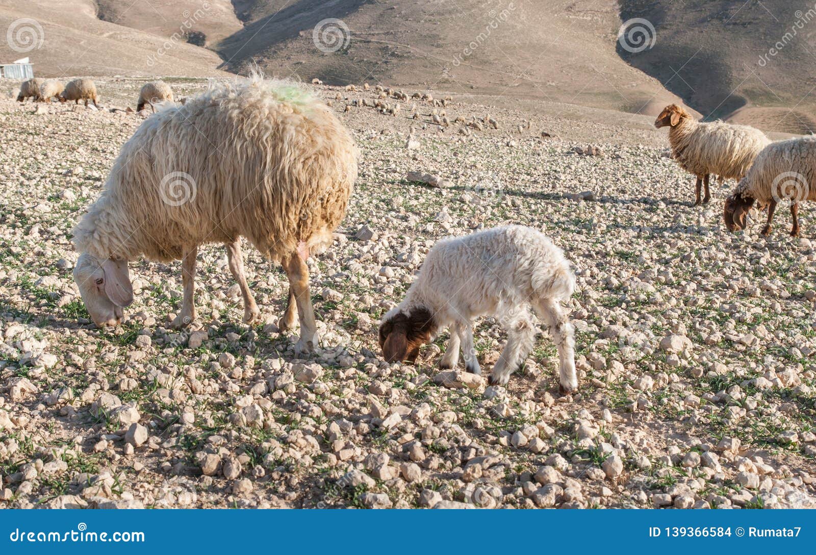 Herd of Sheep in Judean Desert Stock Photo - Image of farming, israel ...