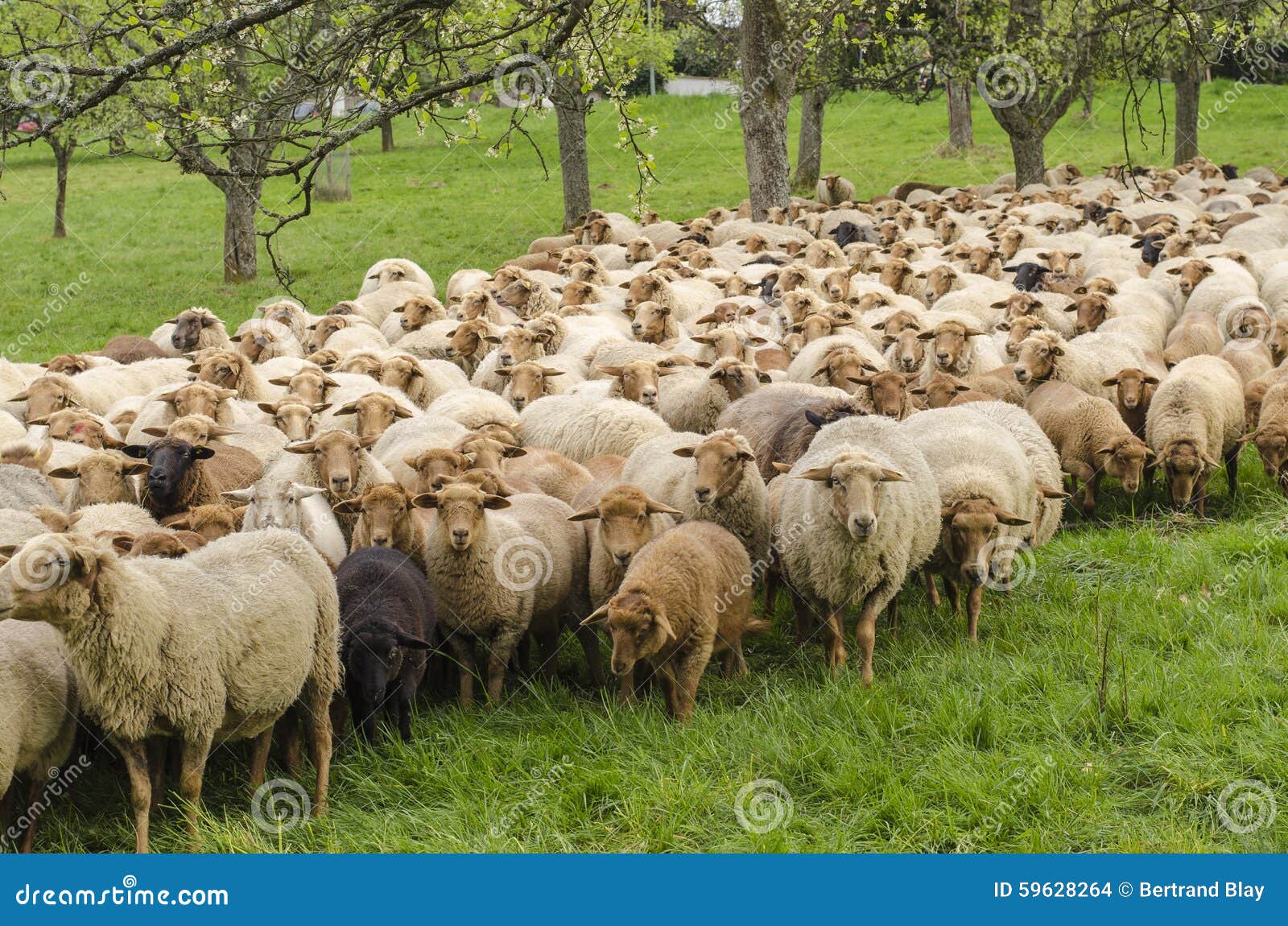 Herd of Sheep stock photo. Image of meadows, country - 59628264