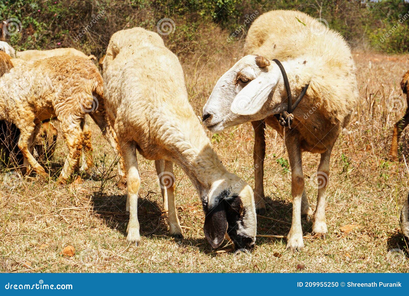 Herd of Sheep and Lambs with the Shepherd Stock Photo - Image of life ...