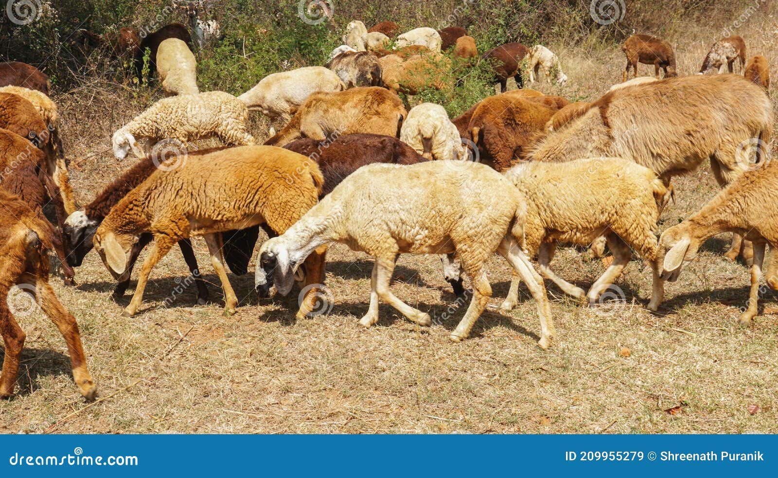 Herd of Sheep and Lambs with the Shepherd Stock Image - Image of herd ...