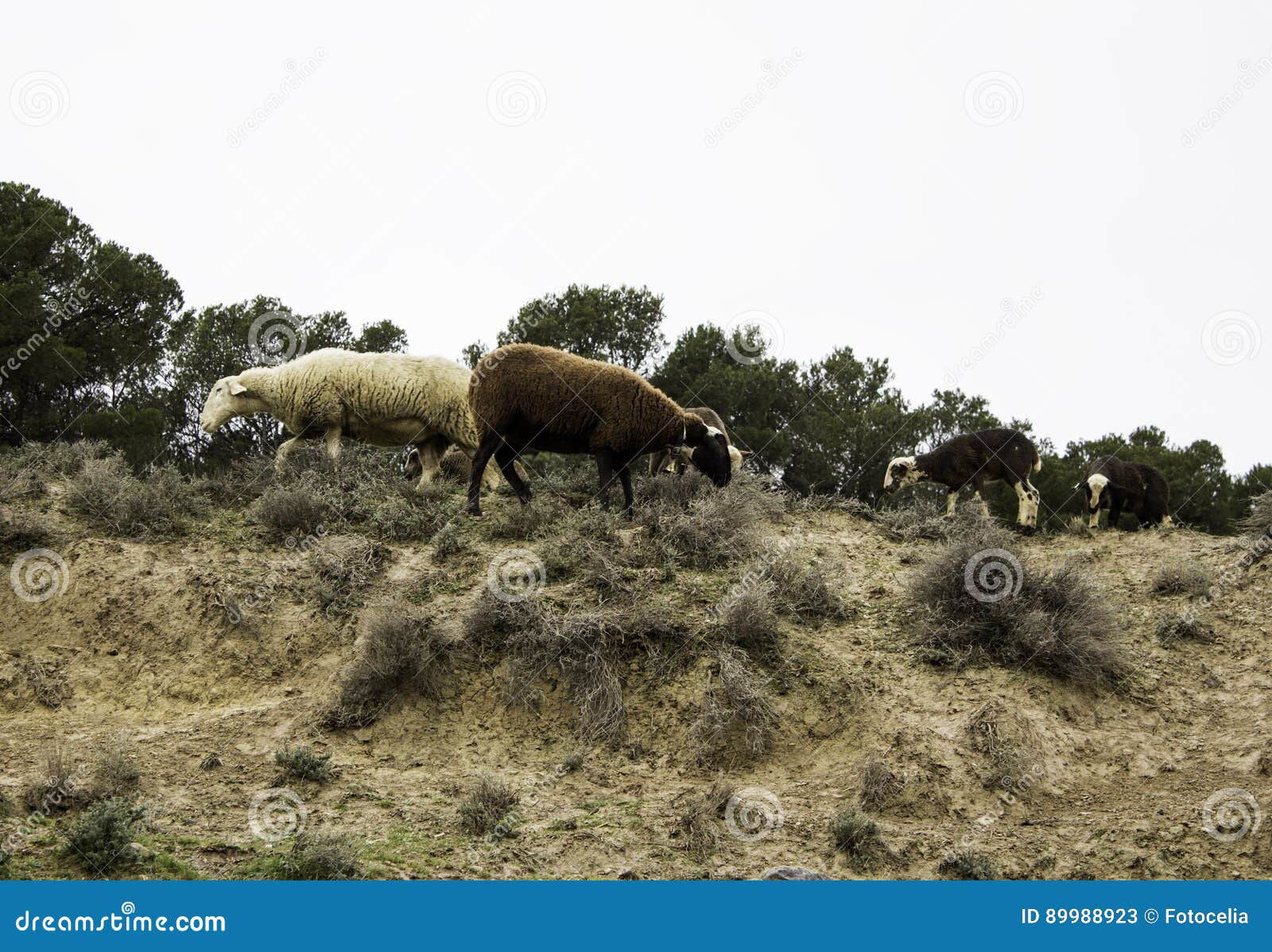 Herd of sheep marked stock image. Image of breed, farm - 89988923