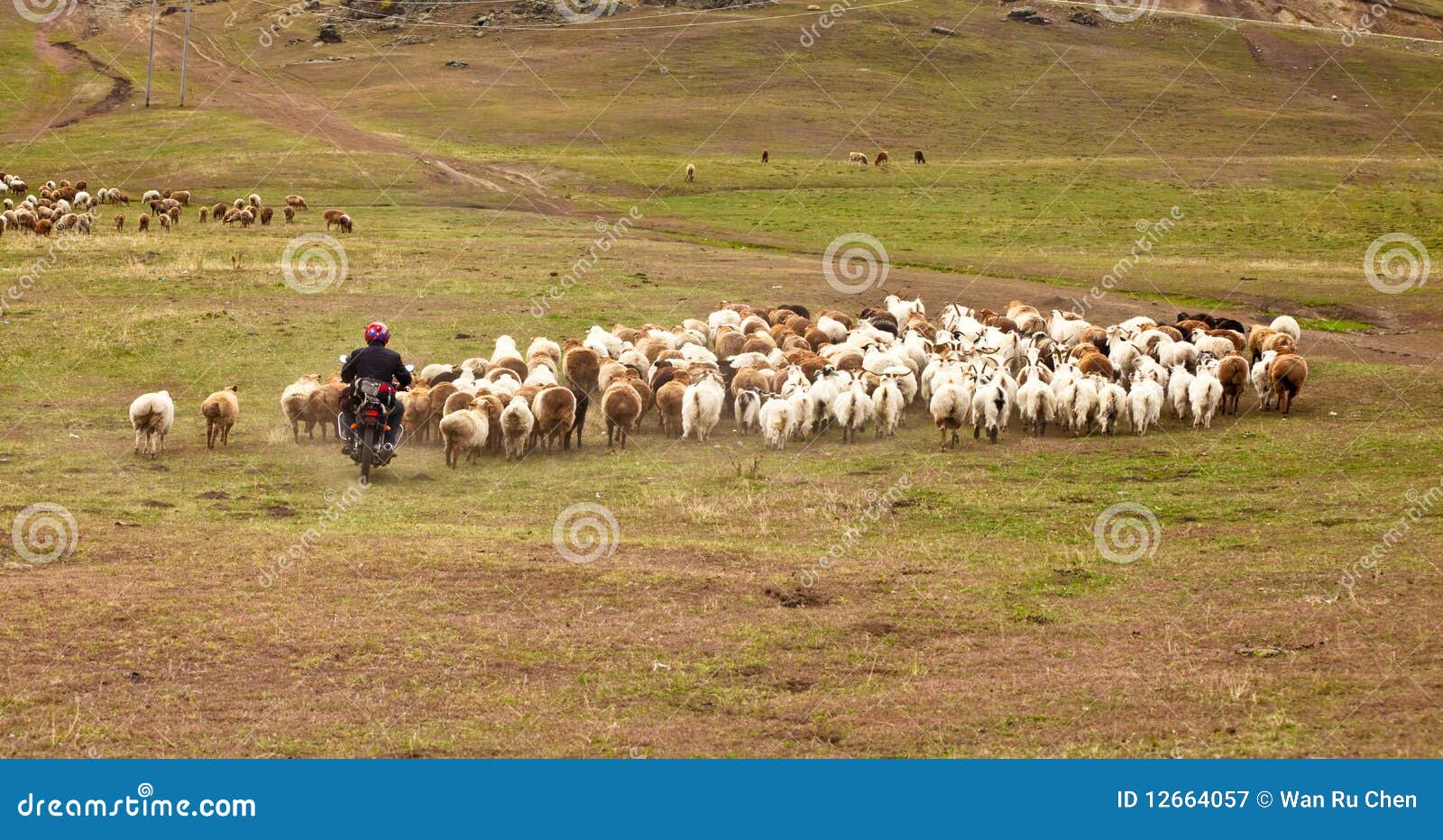 Herd sheep by motorcycle stock image. Image of green - 12664057